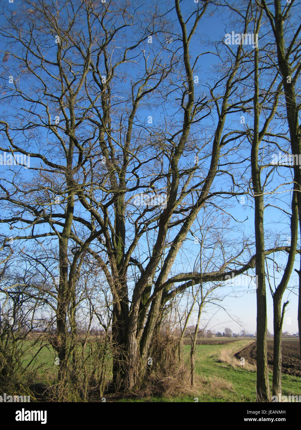 This image depicts a spade (spaten), a tool used in agriculture and ...