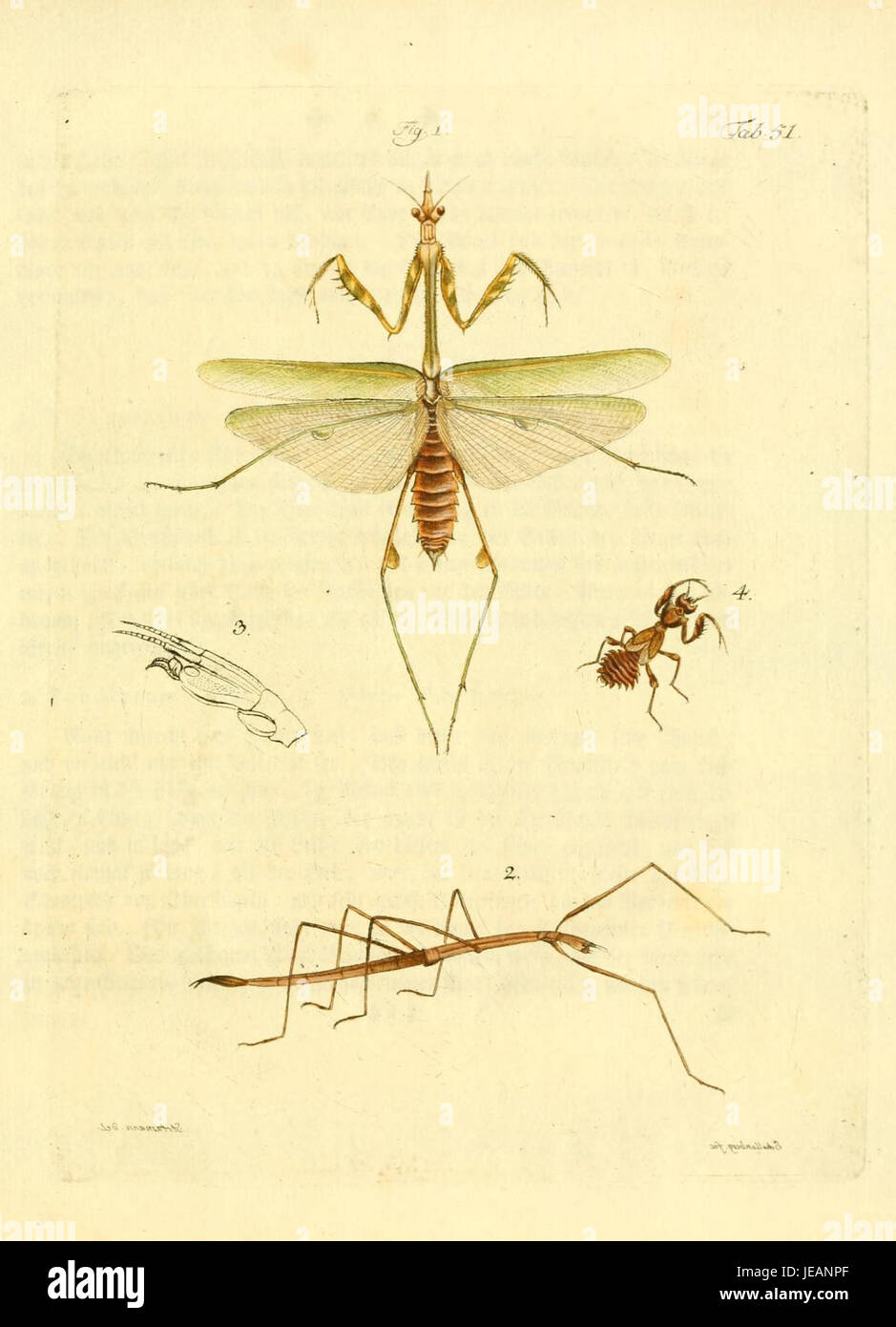 'Archiv der Insectengeschichte' (Archive of Insect History) Tab. 51 ...