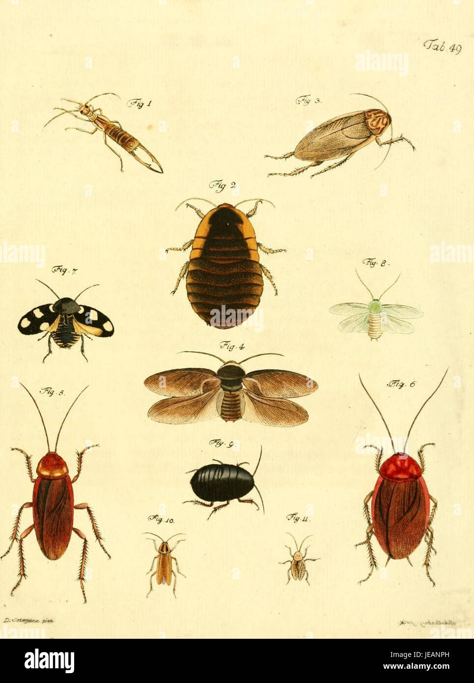 A page from 'Archiv der Insectengeschichte' (Archive of Insect History ...