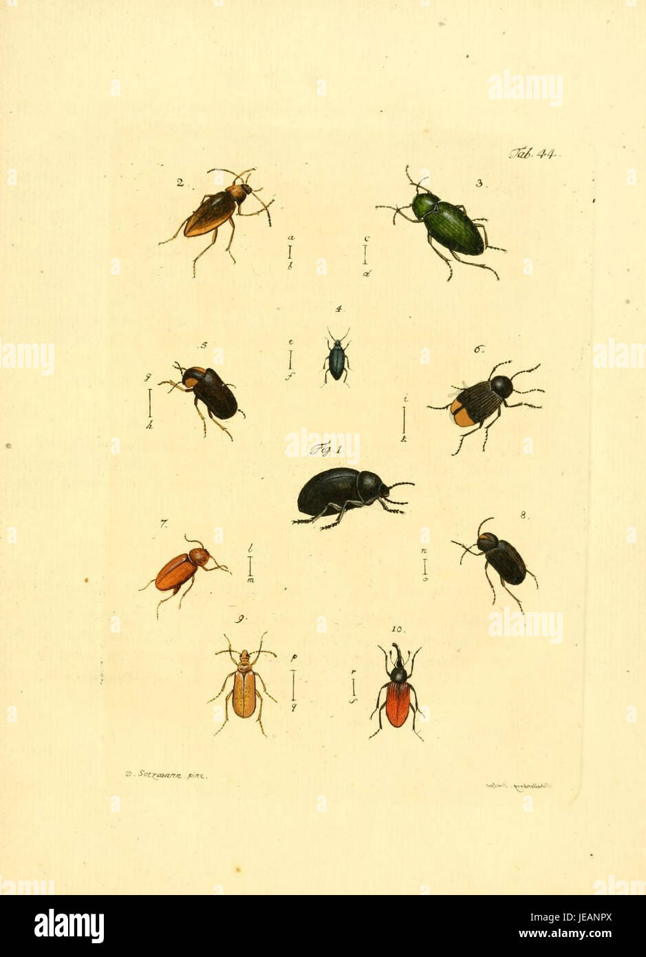This image depicts Table 44 from the 'Archiv der Insectengeschichte', a ...
