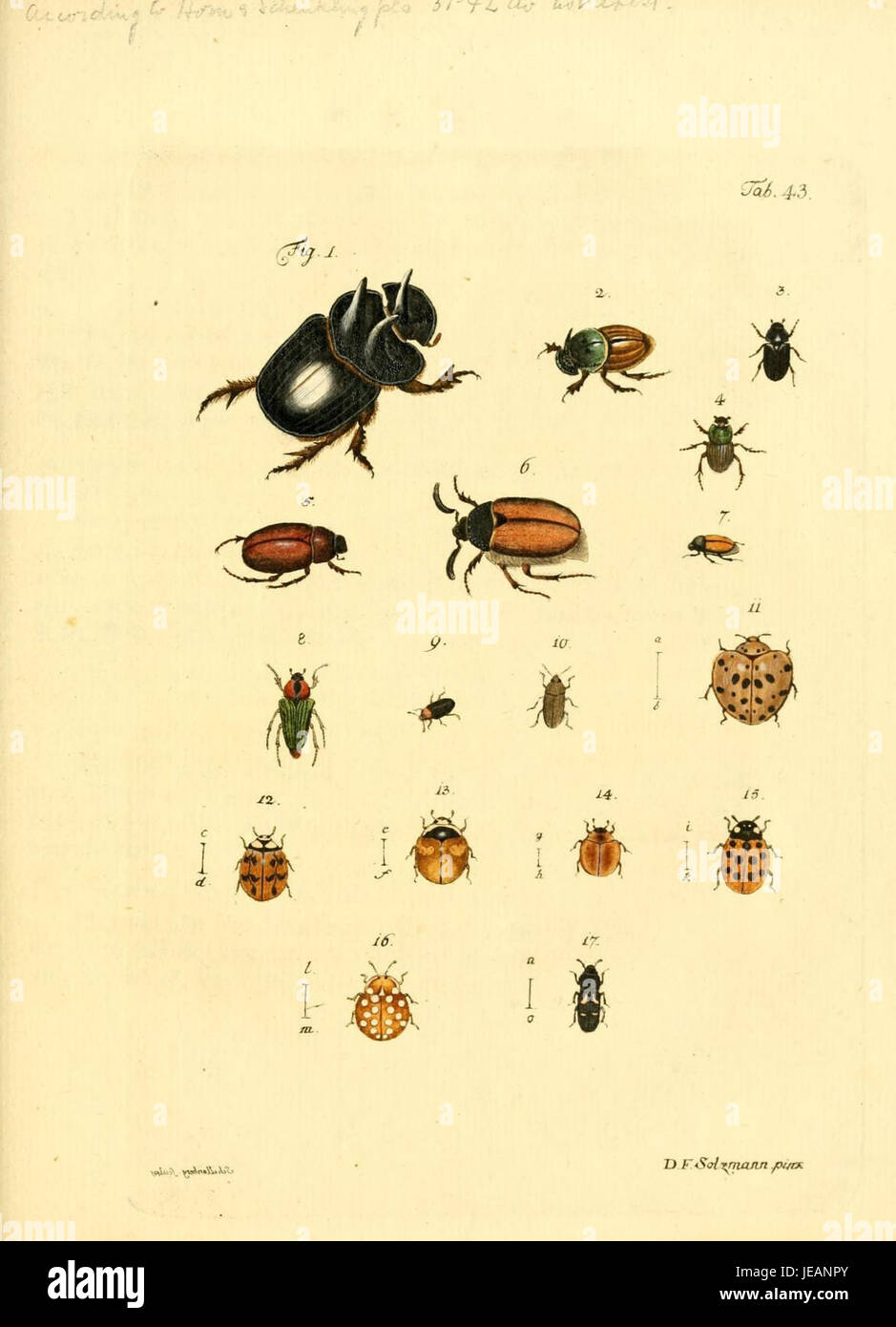 'Archiv der Insectengeschichte' (Archive of Insect History) is a ...