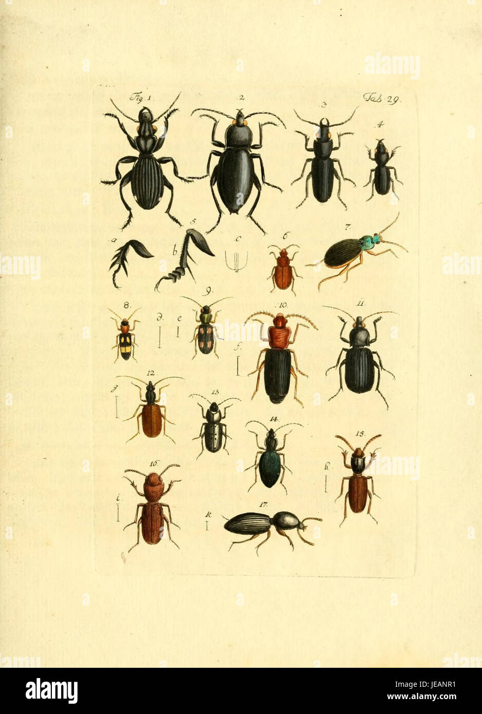 The 'Archiv der Insectengeschichte' (Archive of Insect History) is a ...