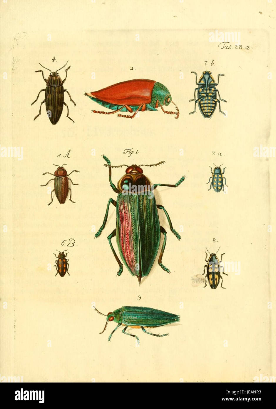 A historical image from the 'Archiv der Insectengeschichte' (Archive of ...
