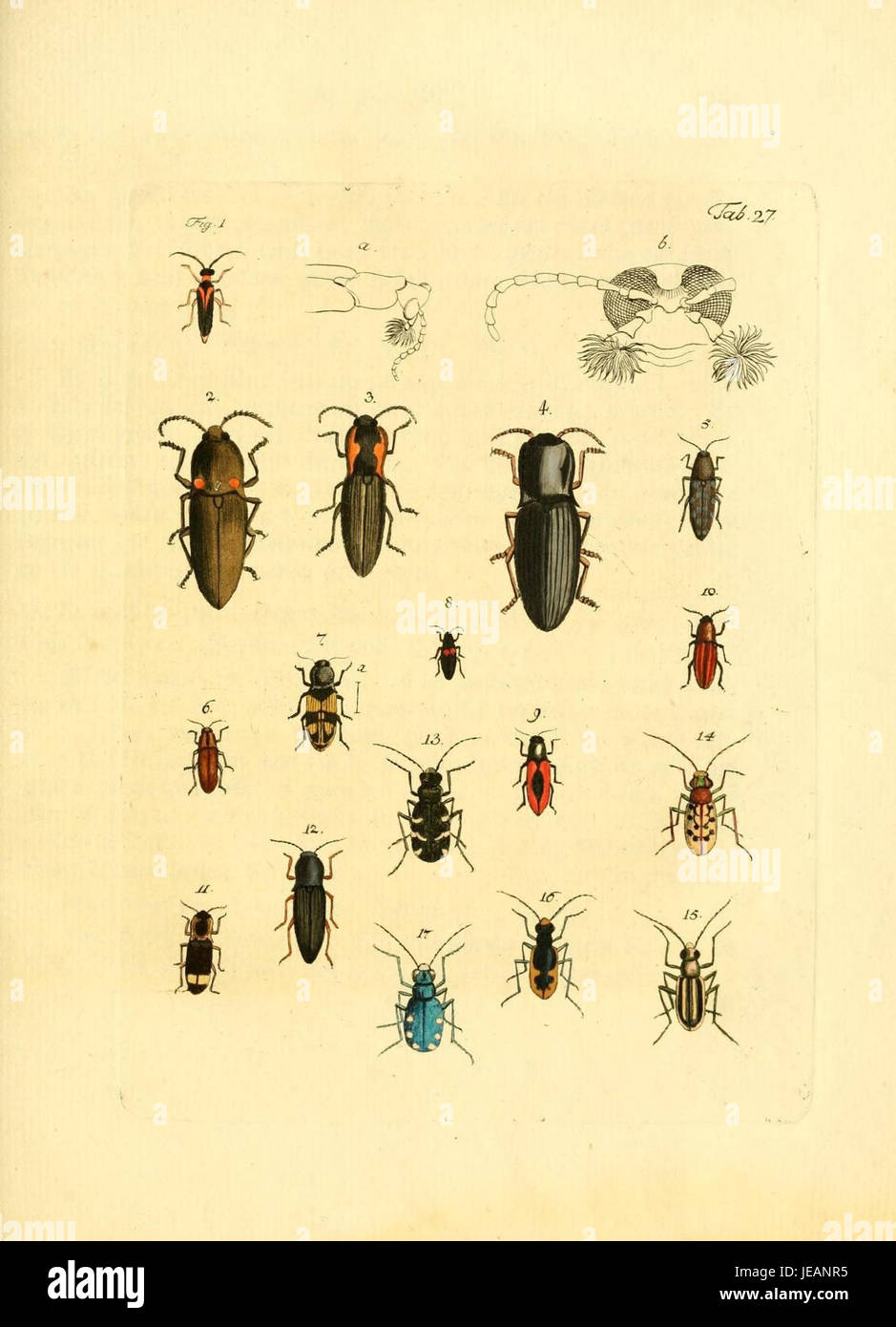 The 'Archiv der Insectengeschichte' is a scientific archive documenting ...