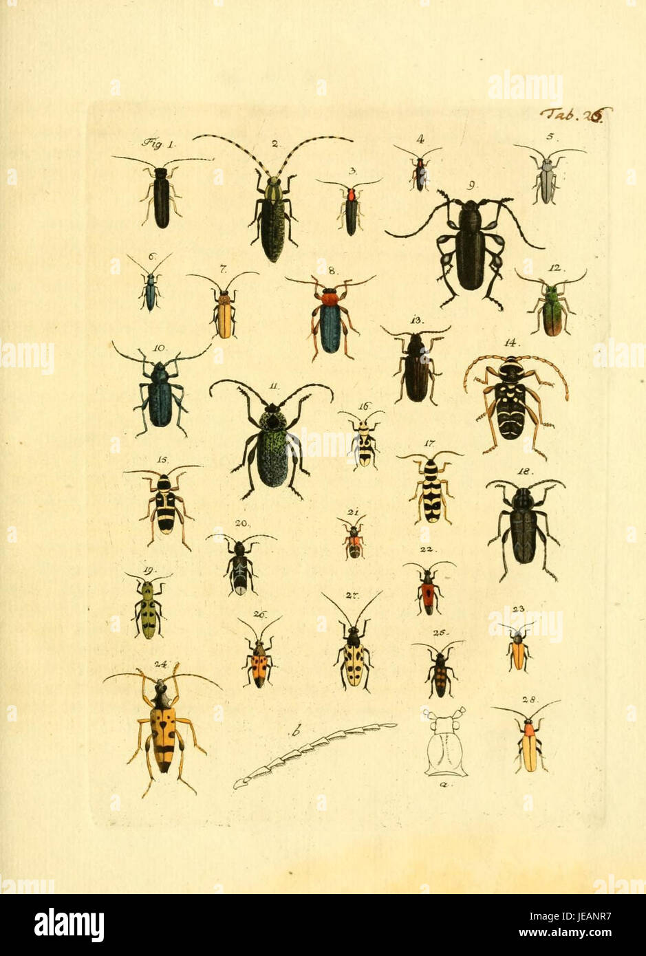 The 'Archiv der Insectengeschichte' (Archive of Insect History ...