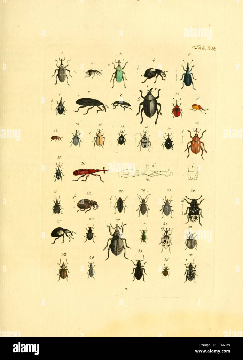 Insect focused hi-res stock photography and images - Alamy