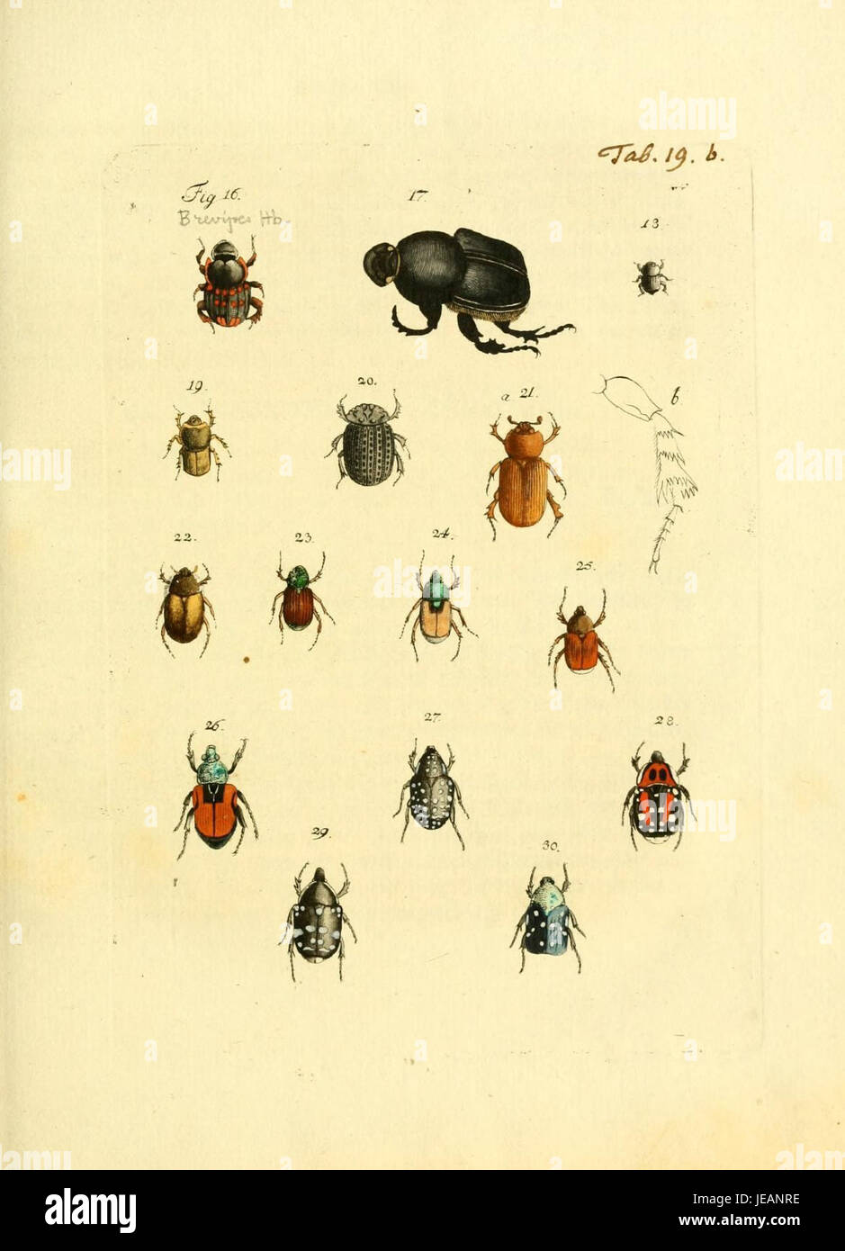 Various insect species labeled hi-res stock photography and images - Alamy