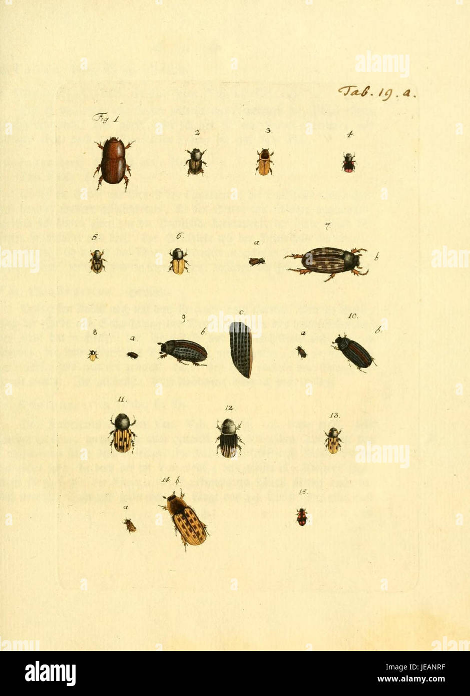 The 'Archiv der Insectengeschichte' (Archive of Insect History) is a ...