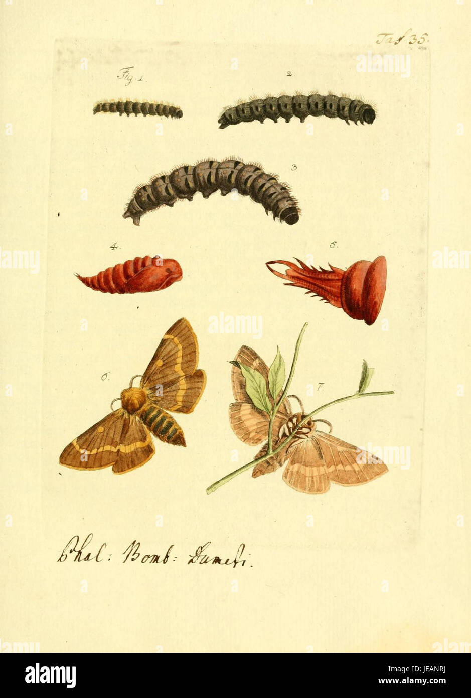 The 'Archiv der Insectengeschichte' is a scientific publication ...