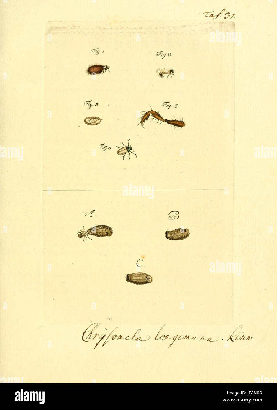 This illustration from the 'Archiv der Insectengeschichte' depicts ...