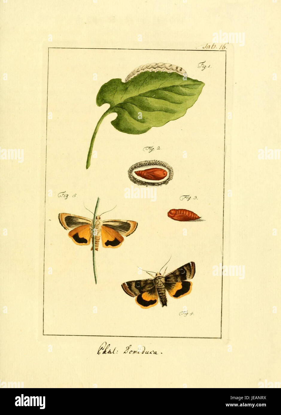 A detailed illustration from the 'Archiv der Insectengeschichte ...