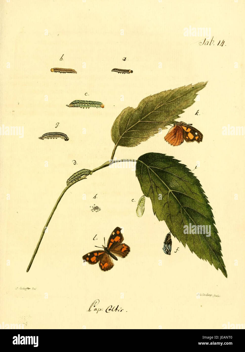 Insects classification hi-res stock photography and images - Alamy