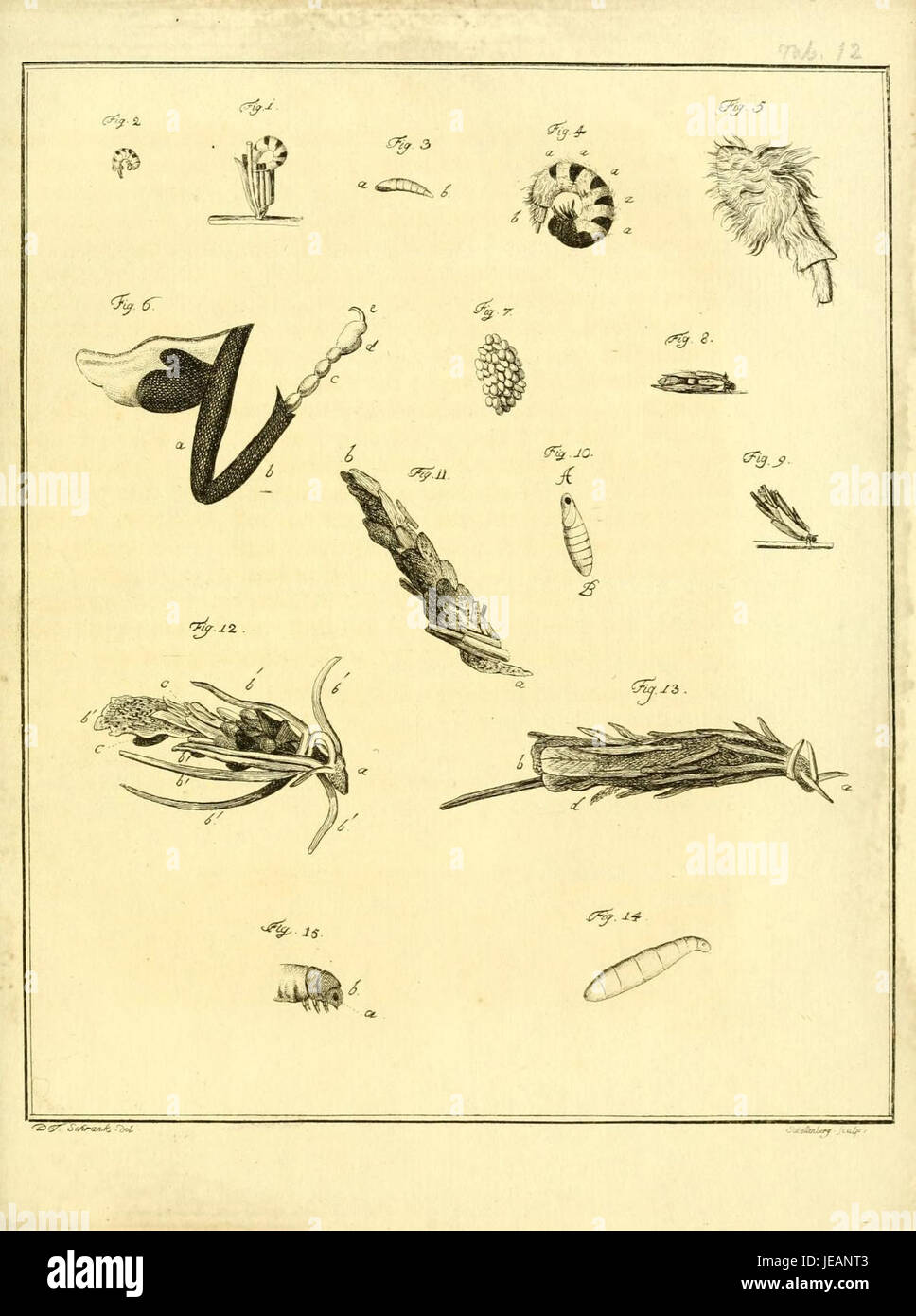 'Archiv der Insectengeschichte' (Archive of Insect History) is a ...