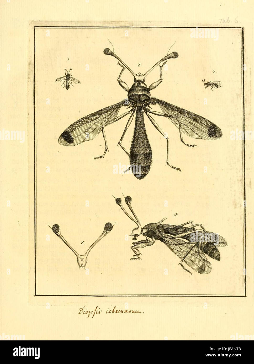A historical page from the 'Archiv der Insectengeschichte' (Archive of ...