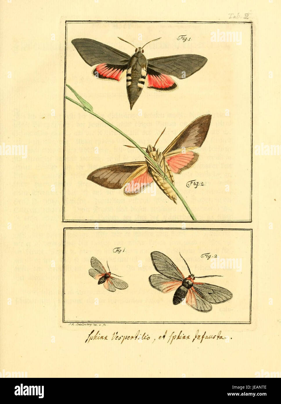 The 'Archiv der Insectengeschichte' is a historical archive on the ...