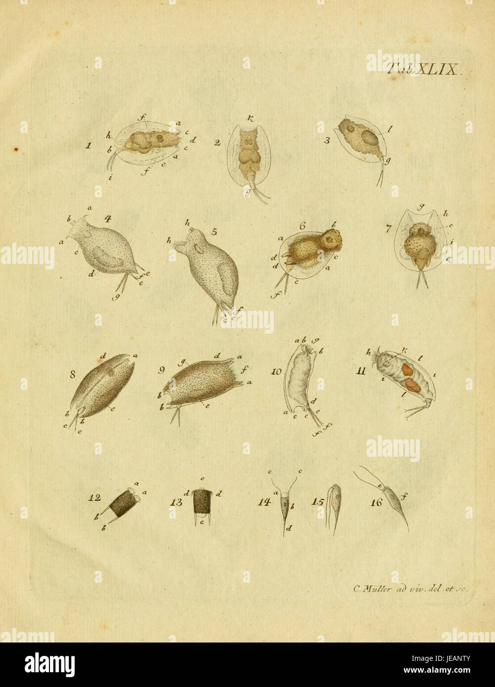 This historical image depicts various types of microscopic organisms ...