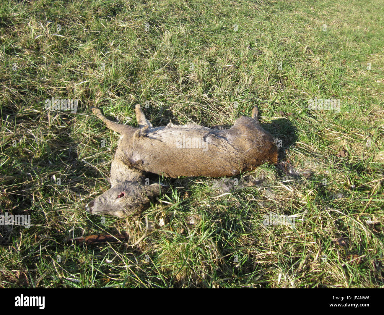 Dead deer hi-res stock photography and images - Alamy