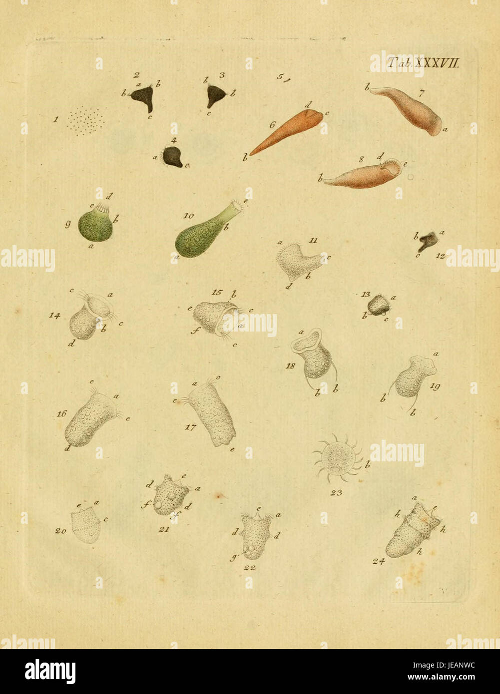This illustration, Plate XXXVII, depicts various species of infusoria ...