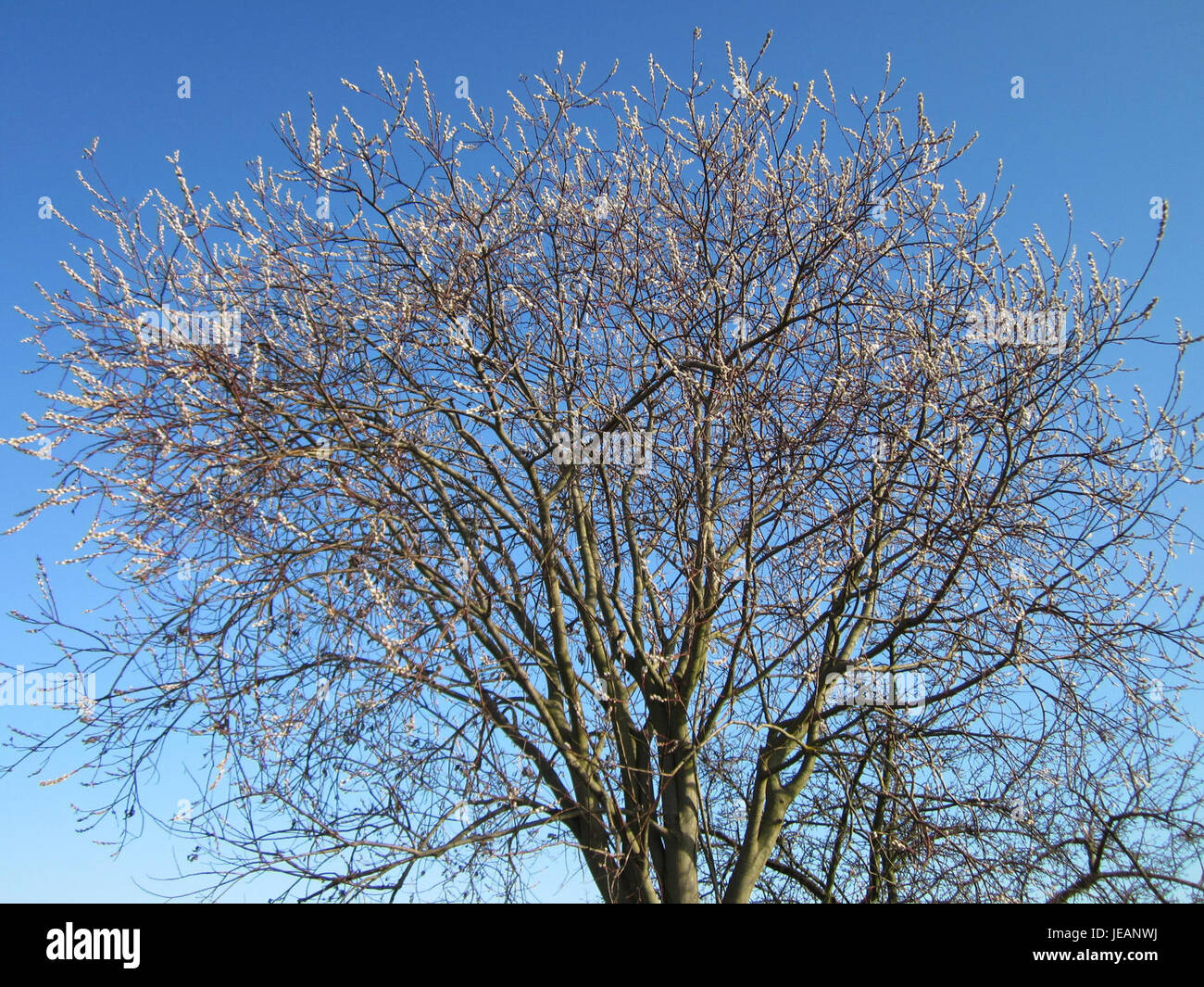 Salweide (Salix cinerea), or grey willow, is a species of willow native ...