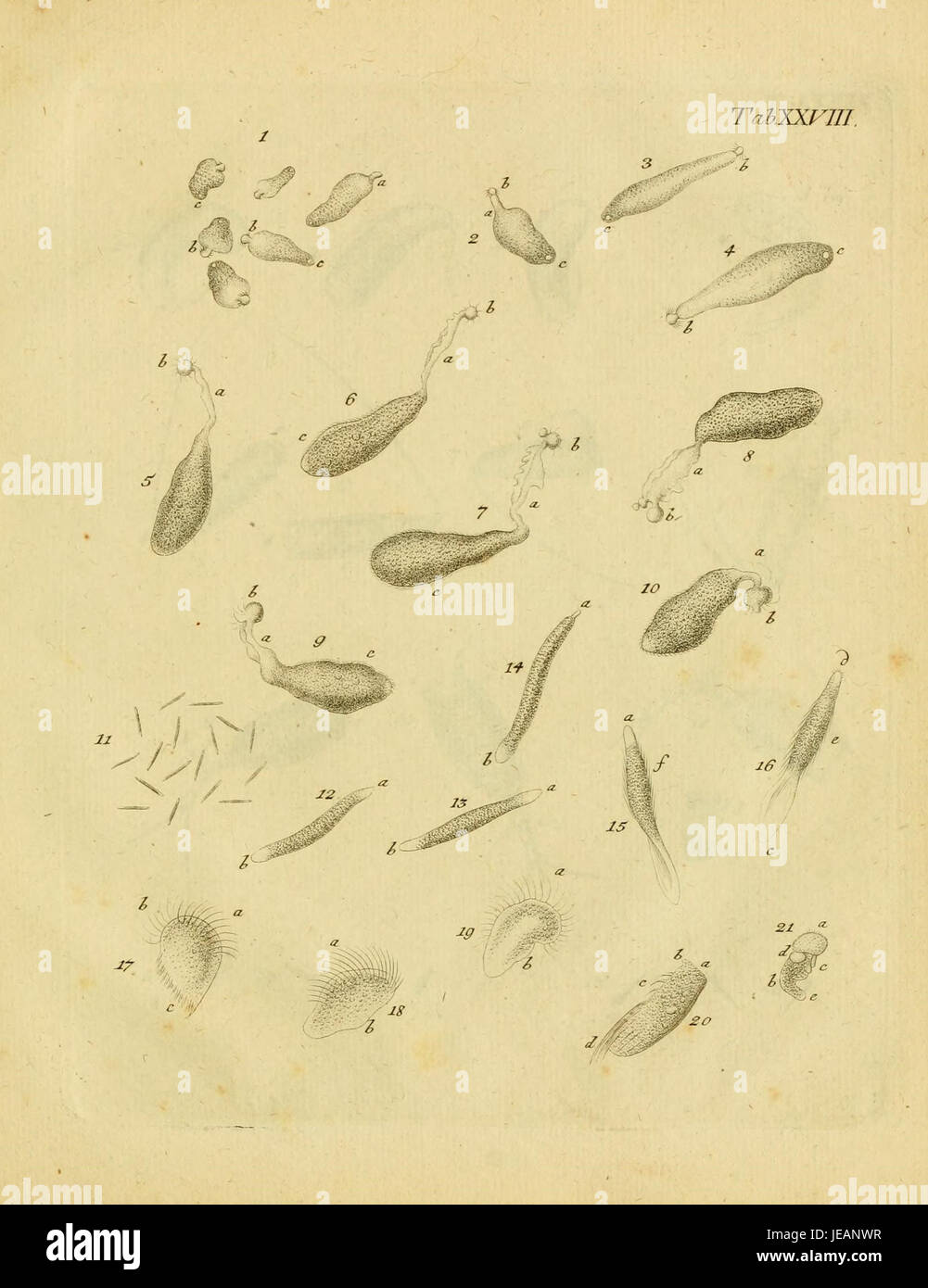 'Animalcula infusoria fluvia tilia et marina' is a scientific ...