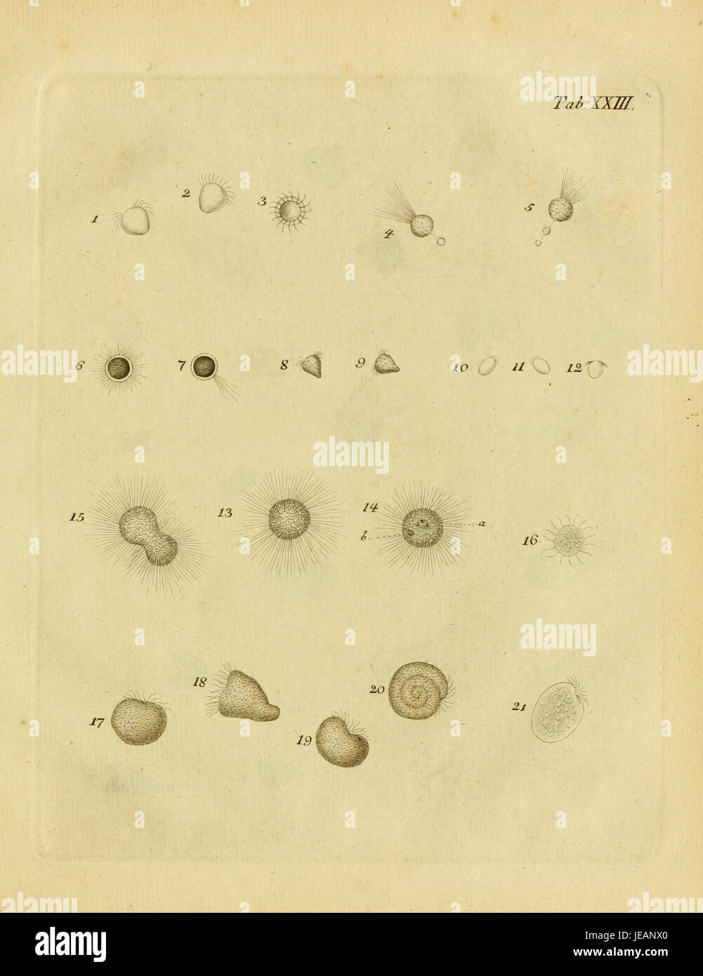 This image shows a scientific illustration from the work Animalcula ...