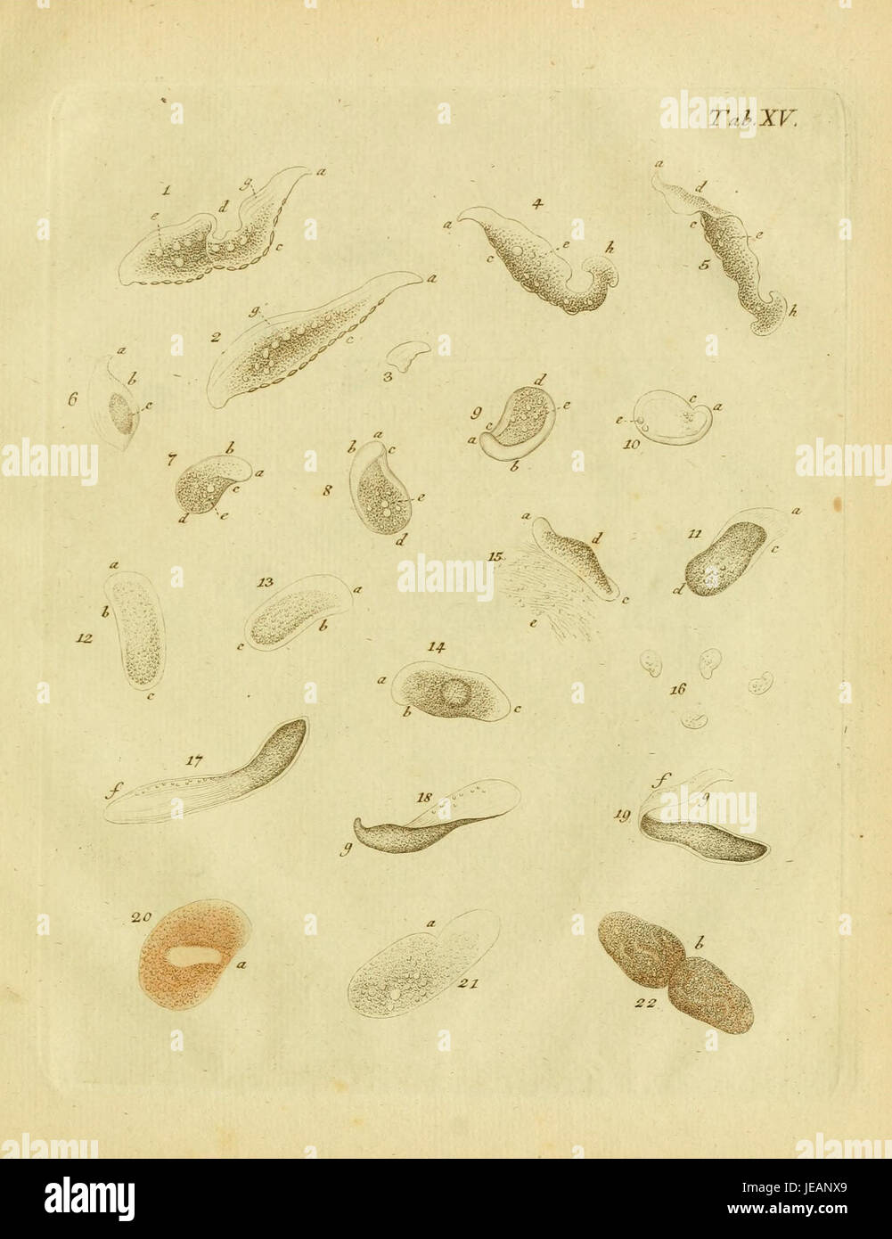 Various microscopic illustrations hi-res stock photography and images ...