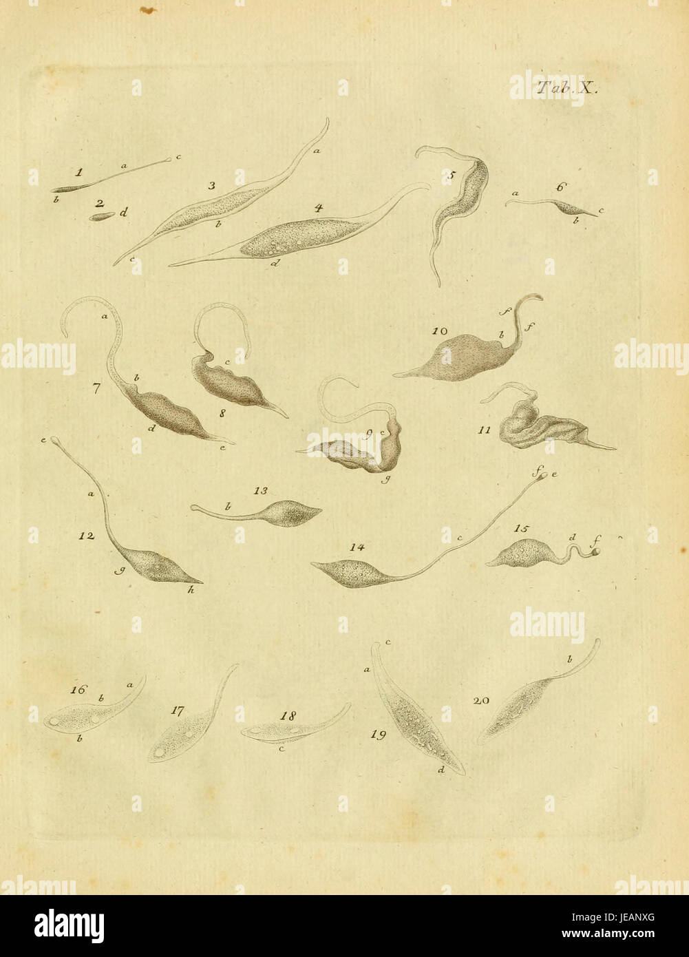 This illustration depicts various types of infusoria (microscopic ...