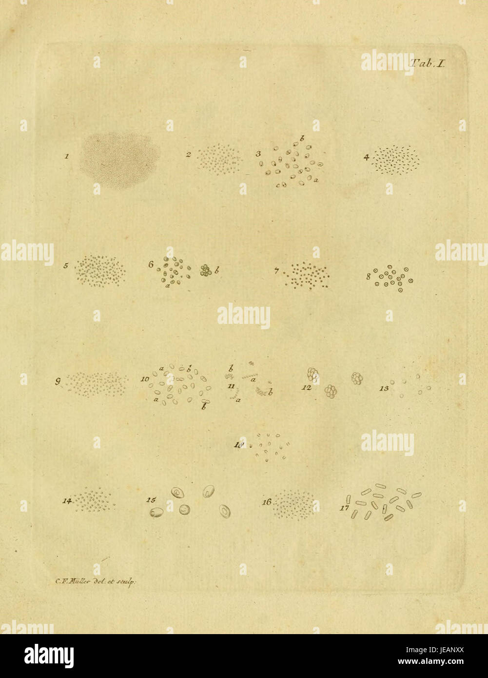 The image shows a detailed illustration of aquatic microorganisms from ...
