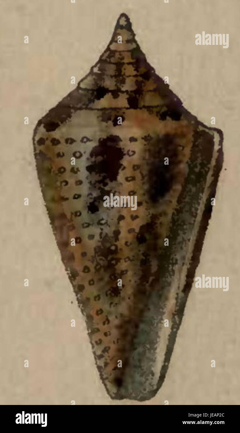 Hunting sea shells hi-res stock photography and images - Alamy