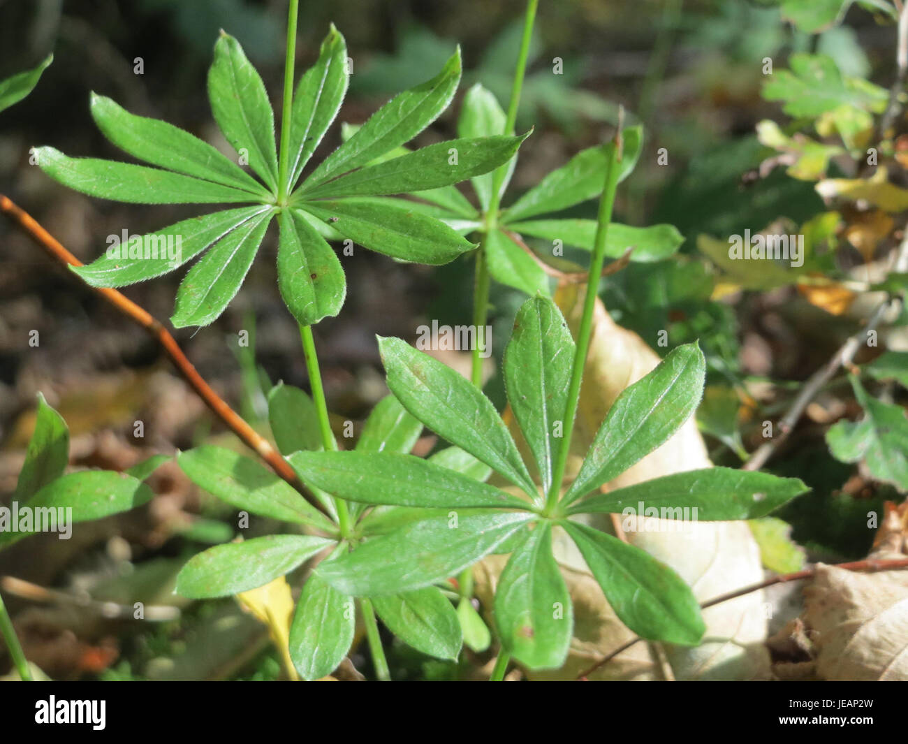 Galium odoratum, also known as sweet woodruff, is a perennial plant ...