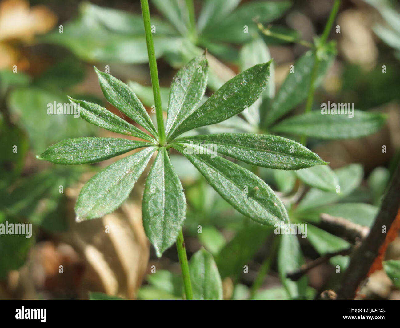 Galium odoratum, commonly known as sweet woodruff, is a perennial ...