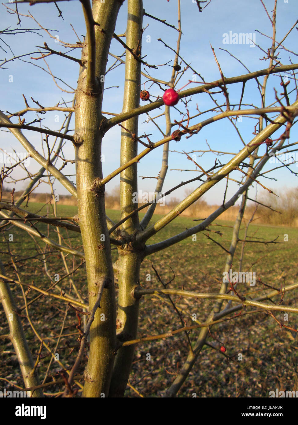 The image captures the Hockenheimer Rheinbogen, a bend in the Rhine ...