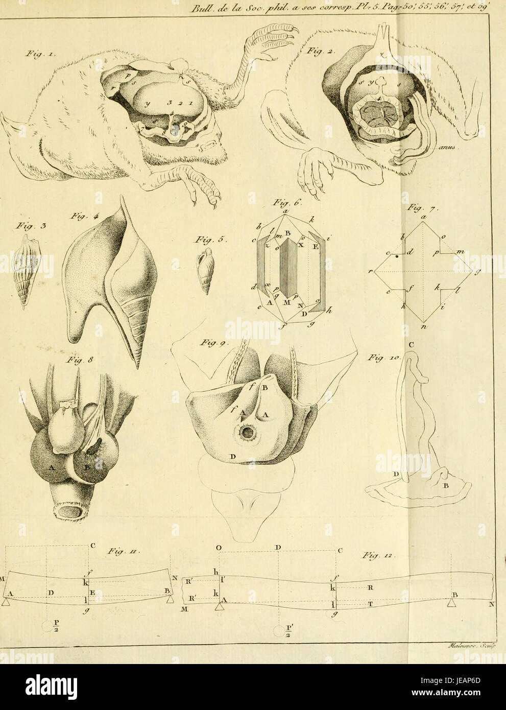 Plate 5 from the 'Bulletin des Sciences', a scientific journal. This ...