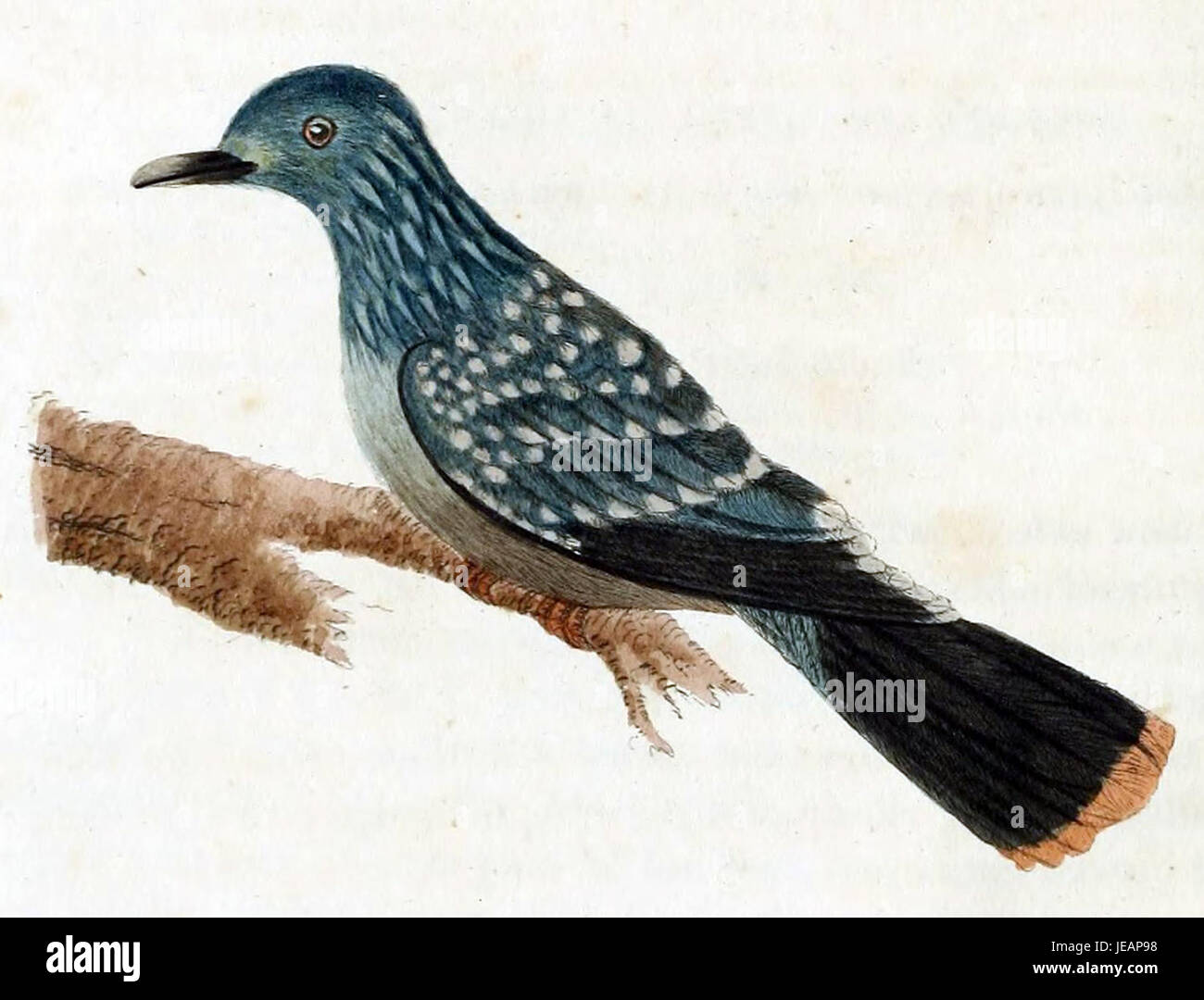 Caloenas maculata, commonly known as the spotted green pigeon, is a ...