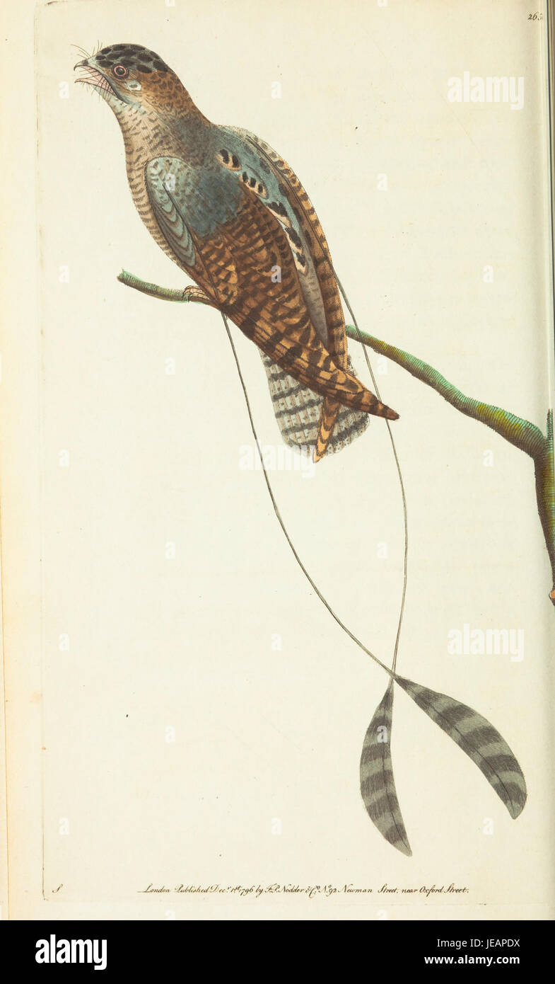 A scientific illustration of Caprimulgus longipennis, also known as the ...
