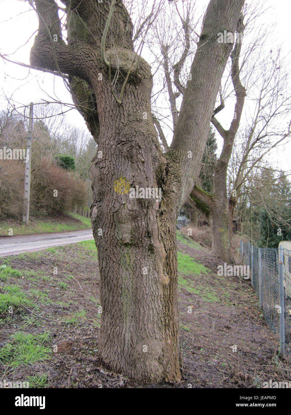 Eschen map hi-res stock photography and images - Alamy