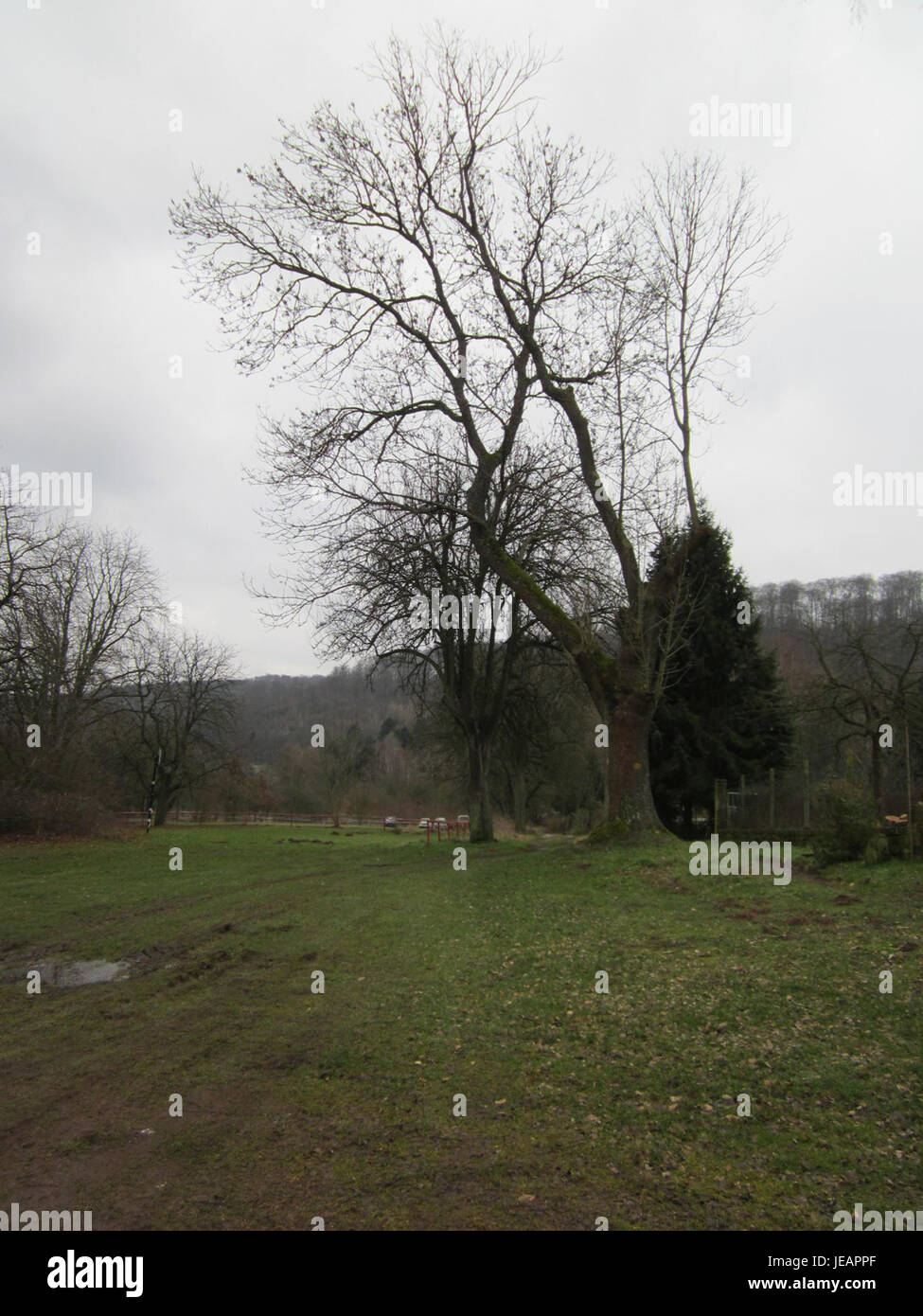 The photo depicts a view of ancient ash trees in Saarbrücken, Germany ...