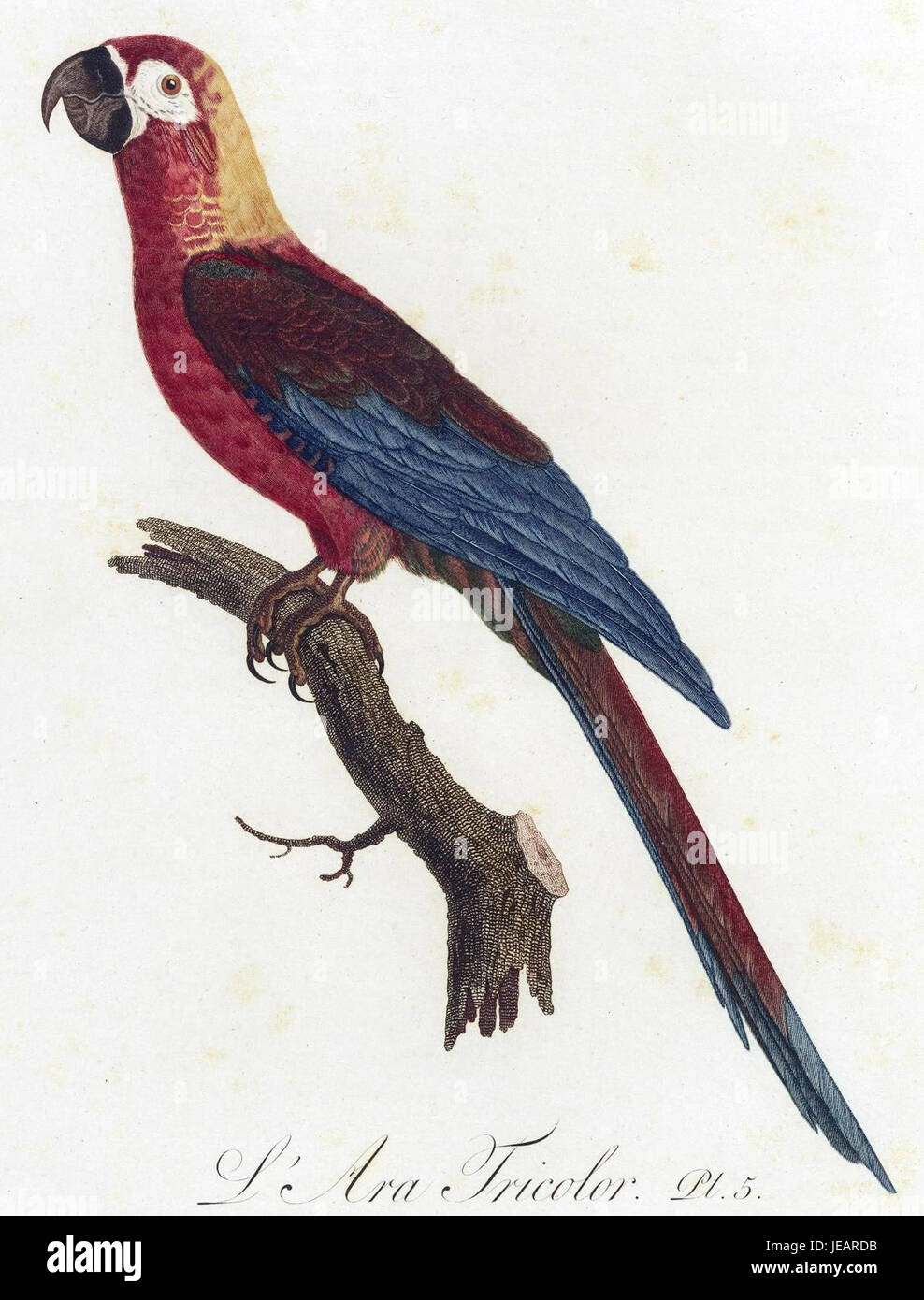 The Cuban Red Macaw, also known as the Cuban parrot, is a brightly ...