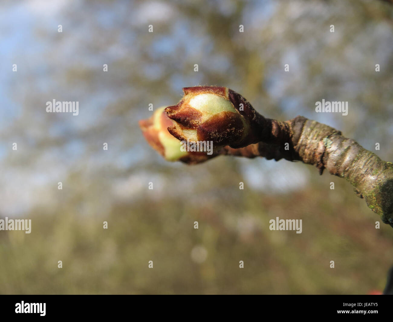 Malus domestica, commonly known as the apple tree, is a deciduous tree ...