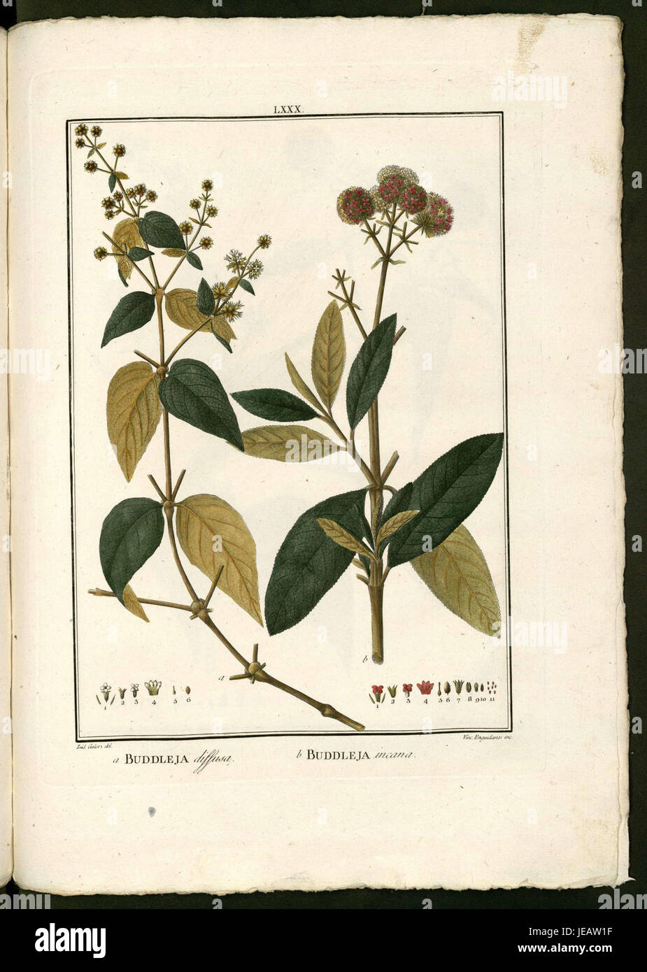 Buddleja incana hi-res stock photography and images - Alamy