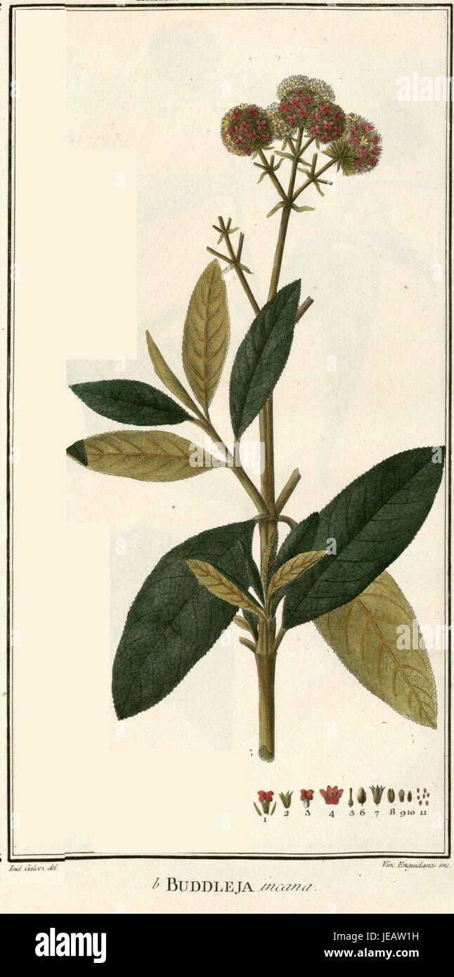A depiction of Buddleja incana, an evergreen shrub described in the ...