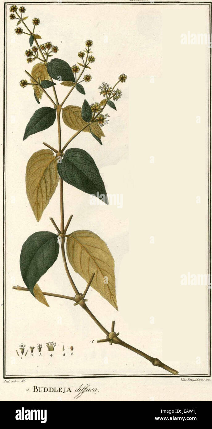 The image shows a botanical illustration of Buddleja diffusa, a species ...