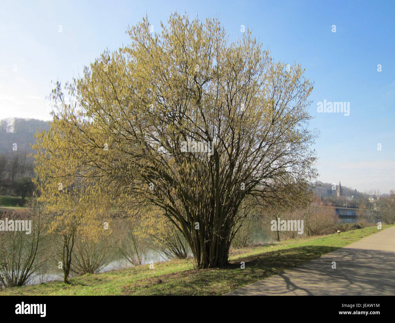 A photograph of Haselnuss (Corylus avellana), also known as hazelnut ...