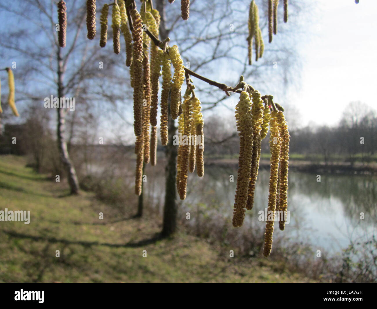 A photograph from March 5, 2013, showing the Haselnuss (hazel) plant in ...