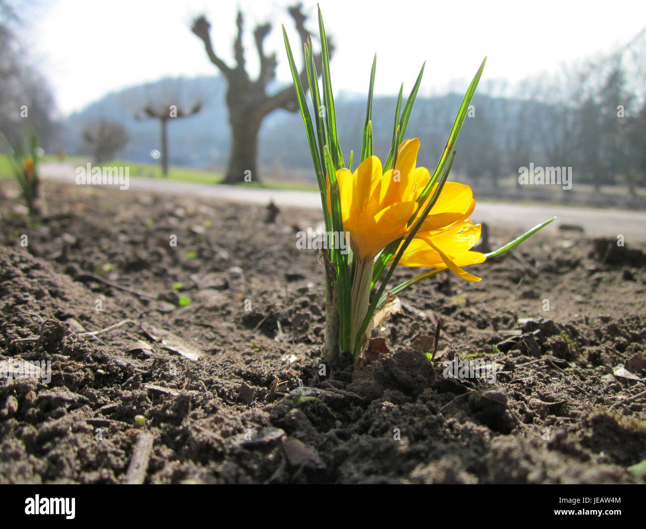 Krokus is a genus of flowering plants in the iris family, widely known ...