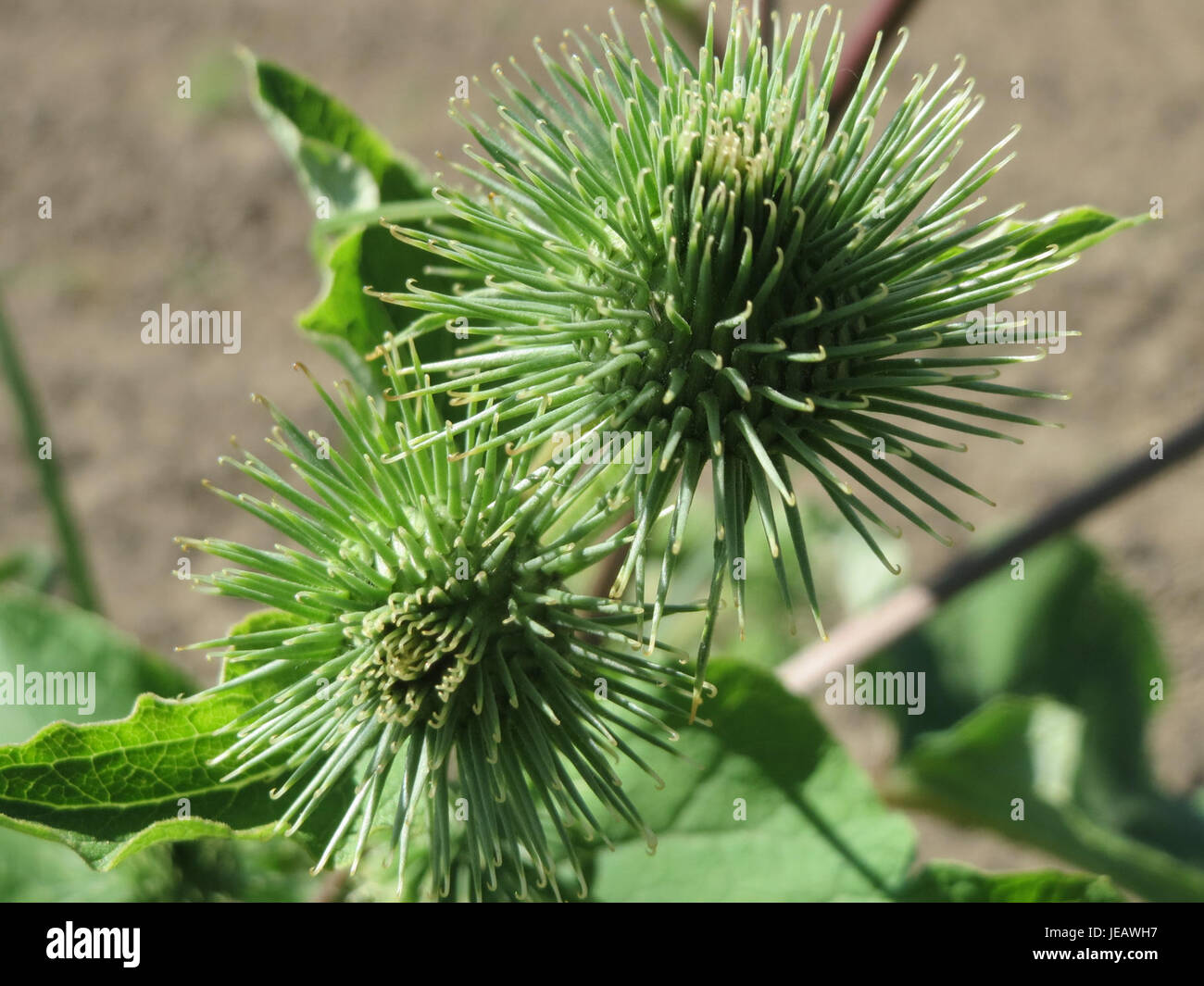 Commonly known as burdock hi-res stock photography and images - Alamy