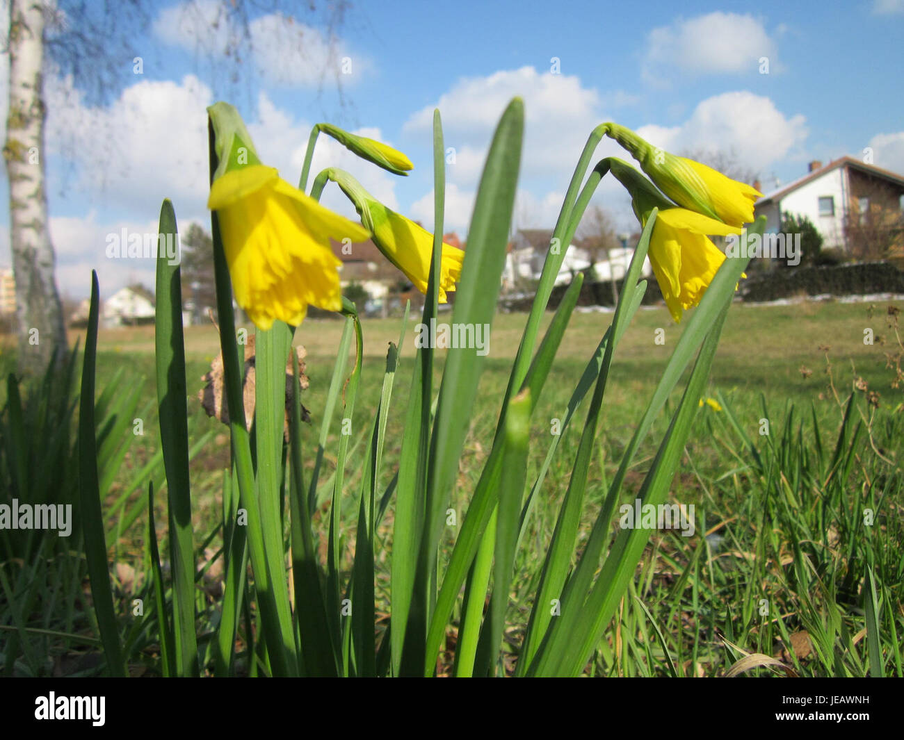Osterglocken, also known as daffodils, are bright yellow spring flowers ...