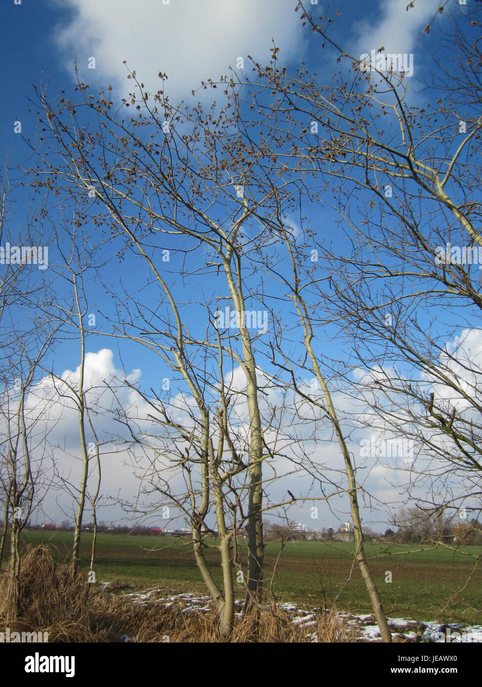 Canopy deciduous trees hi-res stock photography and images - Alamy