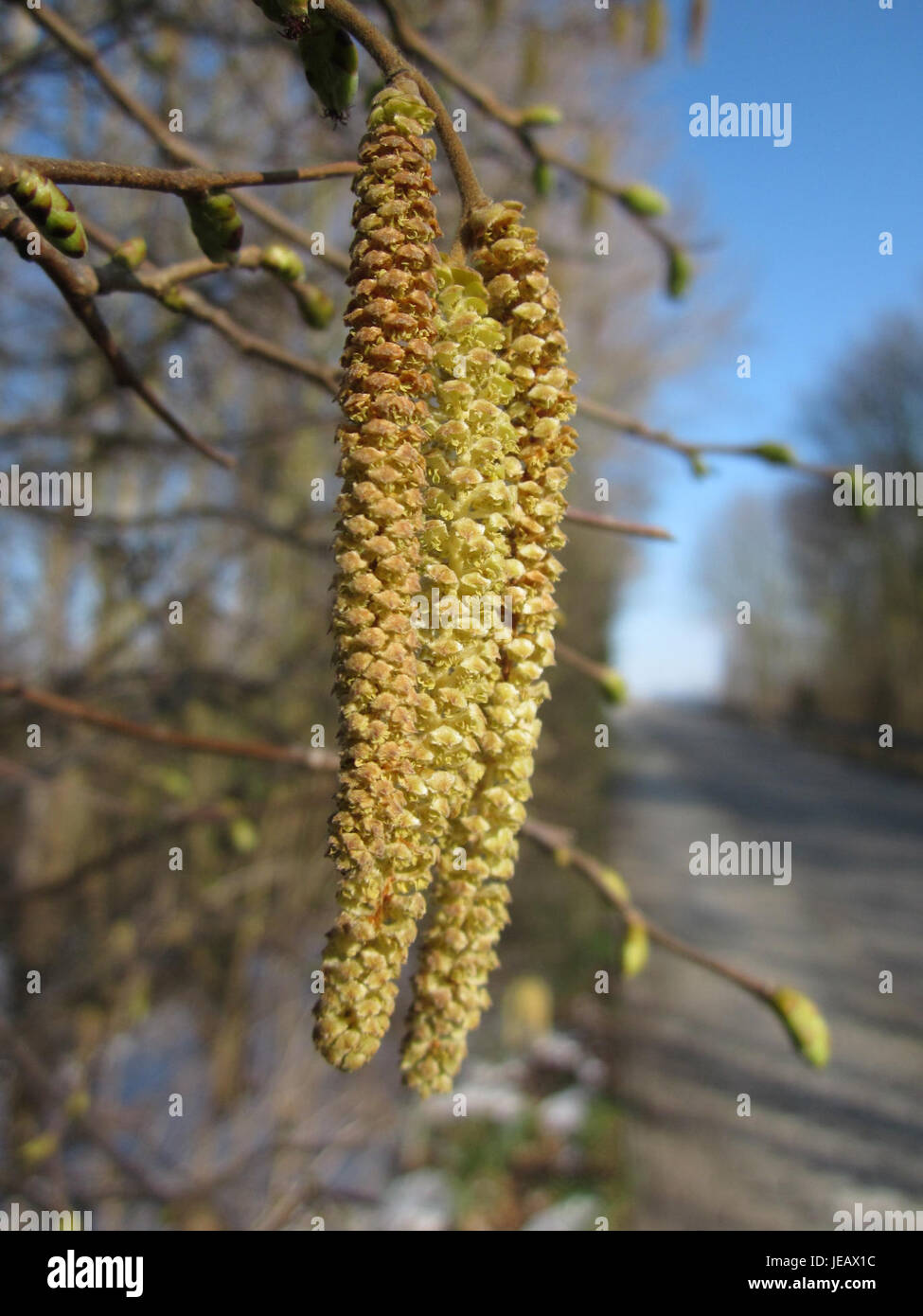 The image features a *Haselnuss* (hazelnut) in Hockenheim, Germany ...