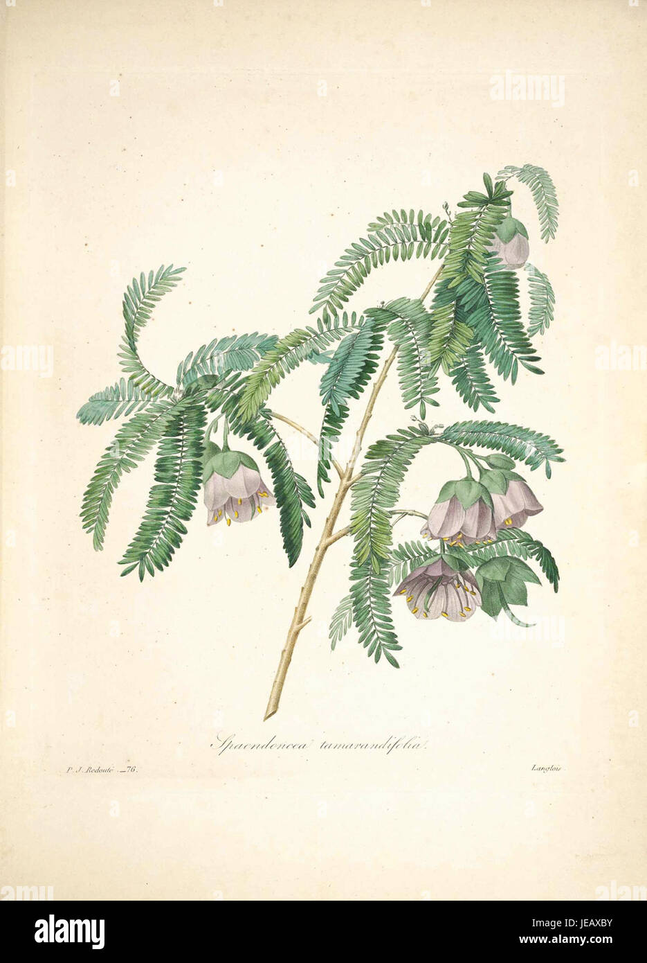 Cadia hi-res stock photography and images - Alamy